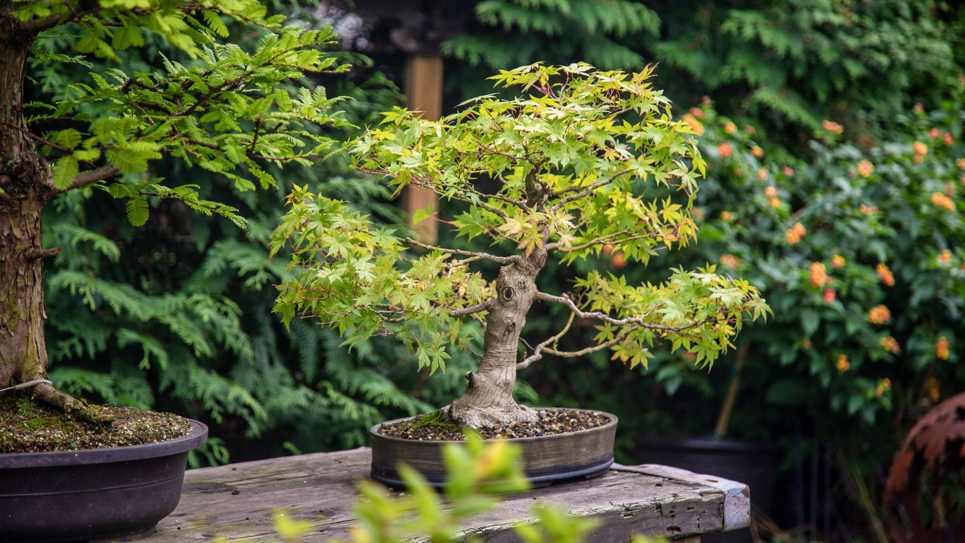 Gallery - Holistic Bonsai